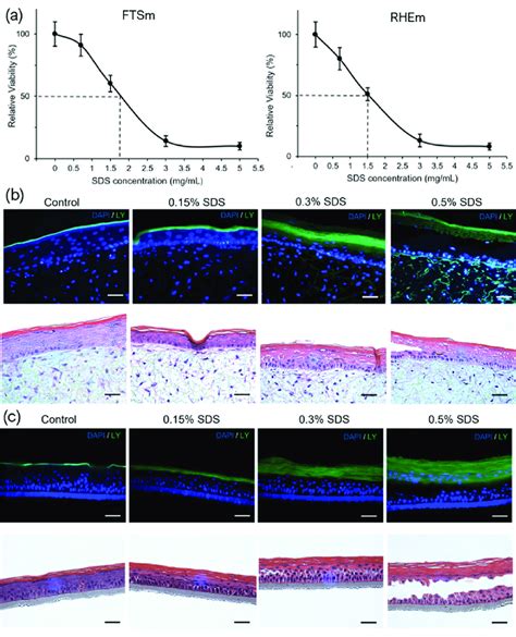Assessment Of Barrier Properties In Epidermal And Full Thickness Models Download Scientific
