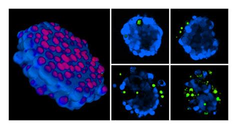 Synthesis Of Rgd Peptides Inducing Multicellular Spheroids Cytosynthesis