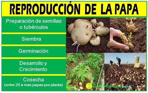 ¿cómo Se Reproduce La Papa Ciclo Vida Como Se Reproduce