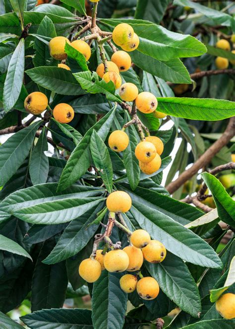 Shop Live Loquat Seedling Fruit Tree For Sale