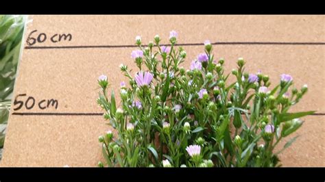 공작 생화 인터넷꽃도매시장 생화택배 생화도매 인터넷꽃시장 인터넷꽃도매 장미대량구매 꽃 꽃다발 꽃도매 꽃시장 부산꽃시장 김해꽃시장 꽃쇼핑몰 김해꽃 부산꽃 꽃싸게사는법