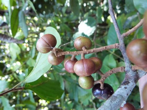 Prunus Arborea Images Useful Tropical Plants