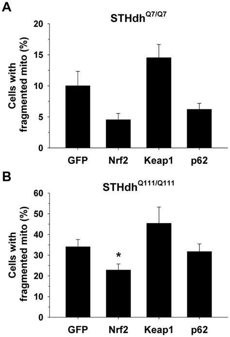 Nrf2 Expression Attenuates The Fragmentation Of Mitochondira In