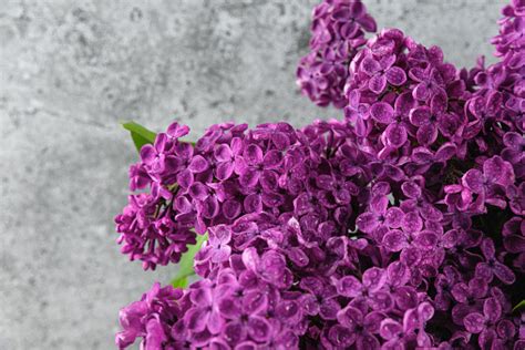 グレイの背景にライラックの花束と水滴の接写コピー用スペース付きの結婚式または母の日カード お祝いのストックフォトや画像を多数ご用意 お