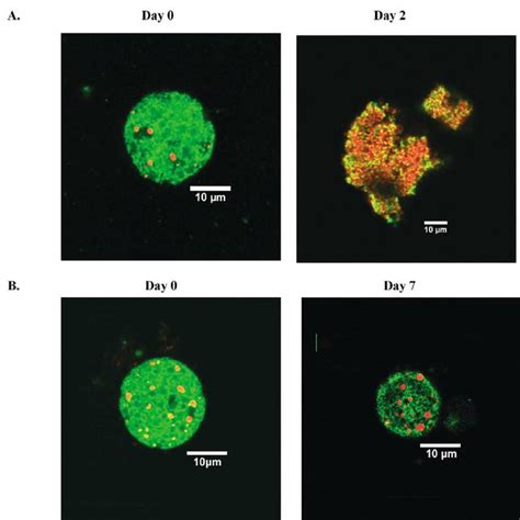 Pdf Modulation Of The Sustained Delivery Of Myelopoietin Leridistim
