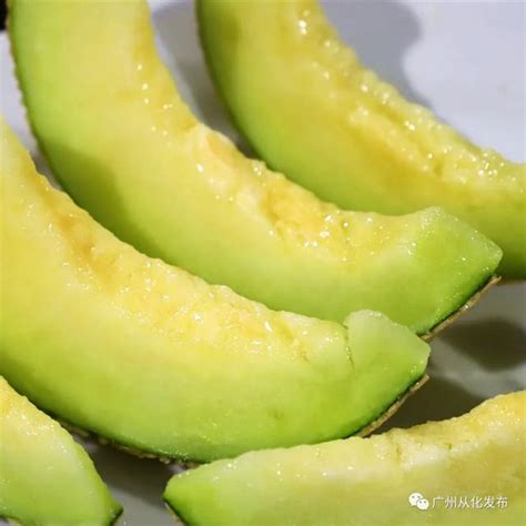 「吃瓜」群眾看過來！瓜界貴族網紋瓜成功「落戶」從化，一口就甜入心扉~ 每日頭條