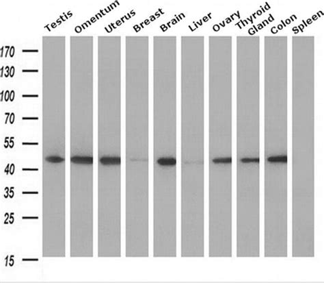 Ilf2 Monoclonal Antibody Oti6f1 Invitrogen 100 μl Unconjugated