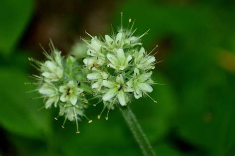 Hydrophyllum Macrophyllum Large Leaf Waterleaf The Dawes Arboretum
