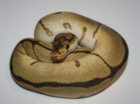 Spider Clown Ball Python