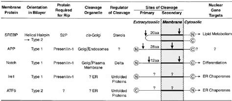 Figure 1 From Regulated Intramembrane Proteolysis Review A Control