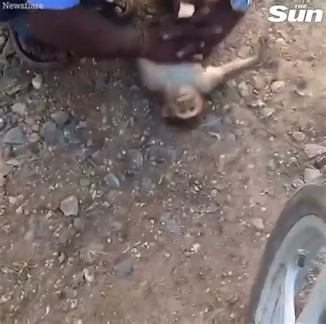 Taxi Driver Uses Cpr To Save Small Monkey Rdamnthatsinteresting
