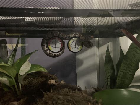 is this normal behavior r ballpython