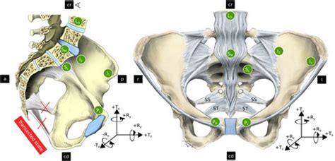 Journal Of Anatomy Vol 241 No 4
