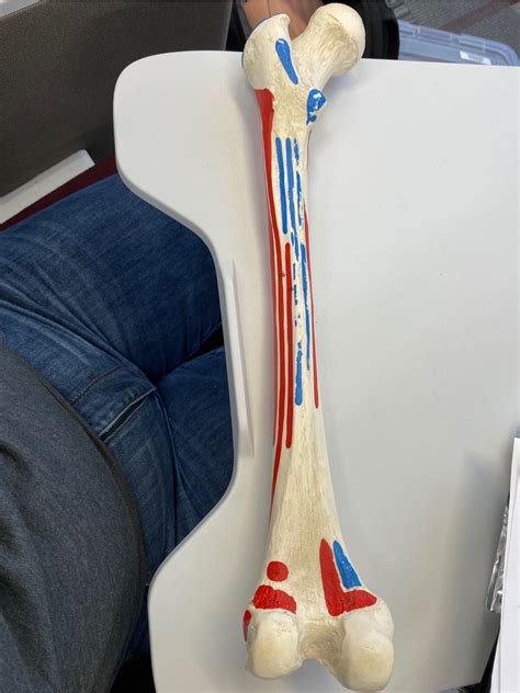 Femur Tibia Fibula Pelvis Flashcards Memorang