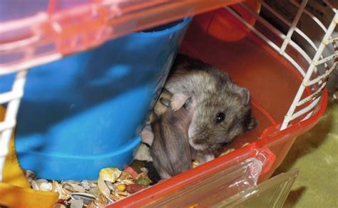 ハムスターの繁殖方法｜難易度や繁殖期、何匹生まれる？ Woriver