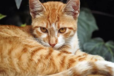 Types Of Tabby Cats Colors Julublackberry