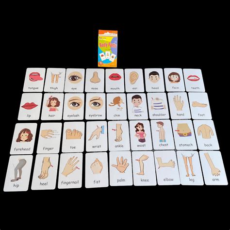 1pc Boxed Set Of 36 Flashcards Body Parts Recognition Cards Shein Eur