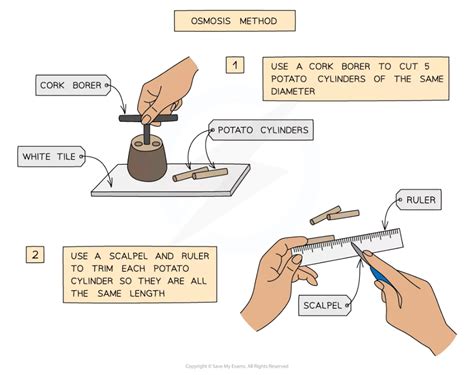Practical Osmosis 2 4 4 Edexcel Igcse Biology Revision Notes 2019 Artofit