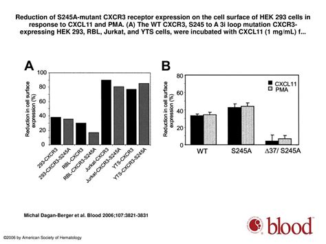 Role Of Cxcr3 Carboxyl Terminus And Third Intracellular Loop In Receptor Mediated Migration