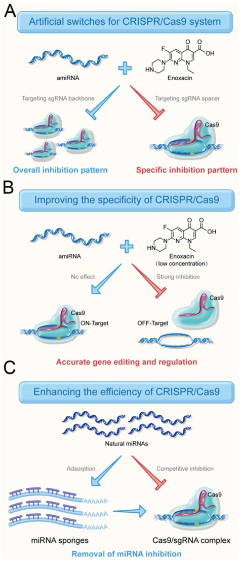 Rnai Mediated Control Of Crispr Functions Pmc