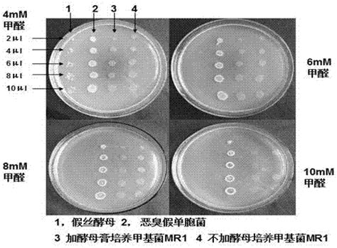 一种新型甲基杆菌MR1及其应用的制作方法