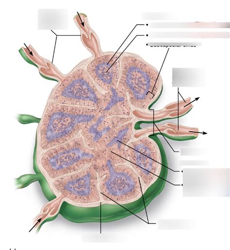 Diagram Of Anatomy Lab 7 Structure Of Lymph Node Quizlet