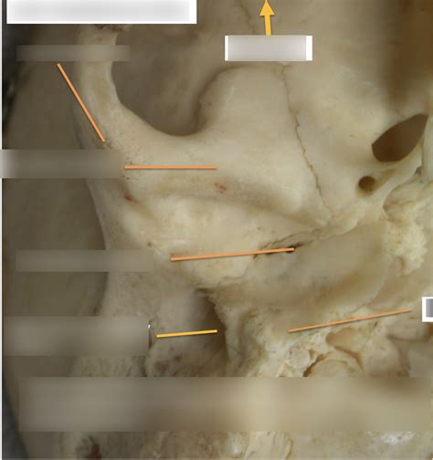 Right Mandibular Fossa Diagram Quizlet