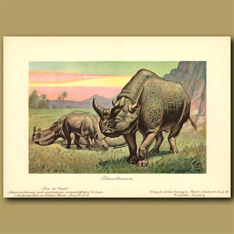 Megacerops Prehistoric Rhinoceros Genuine Antique Print For Sale