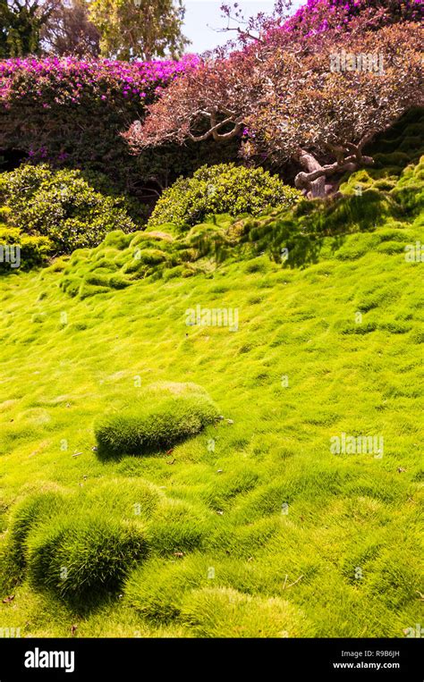 Vibrant And Juicy Clumps Of Korean Velvet Grass Zoysia Tenuifolia Or