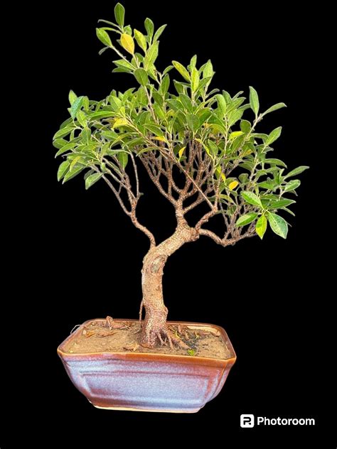 Ficus Microcarpa Medium Bonsai Online Delhi India