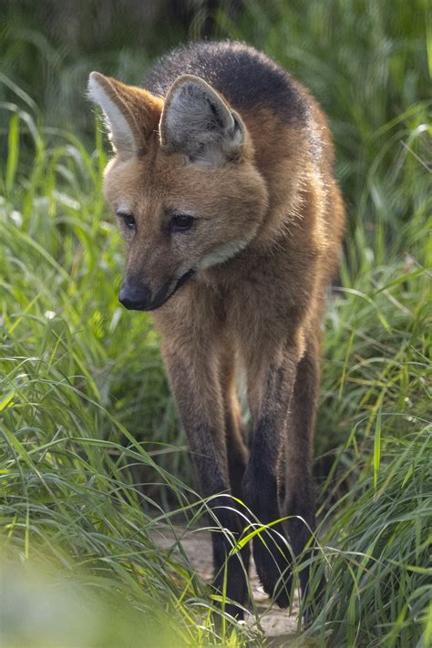 Maned Wolves Join San Diego Zoos Wildlife Roster