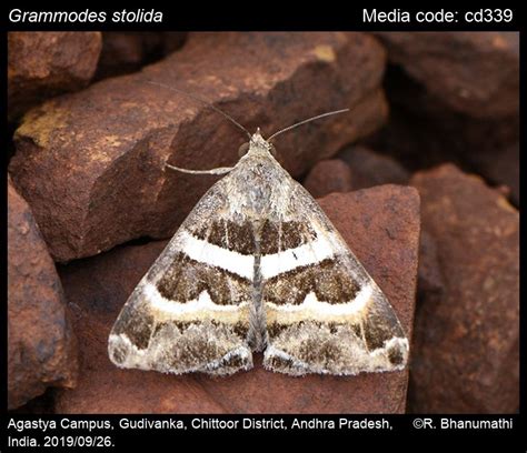 Grammodes Stolida Fabricius 1775 Moths