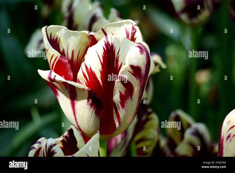 Single Red And White Tulipa Eyed Tulip Tulipa Agenensis Flower On