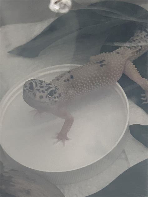Does anyone know what morph he is? : r/leopardgeckos