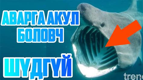 Биологийн хичээл дээр заадаггүй амьтдын тухай 9 баримт Youtube