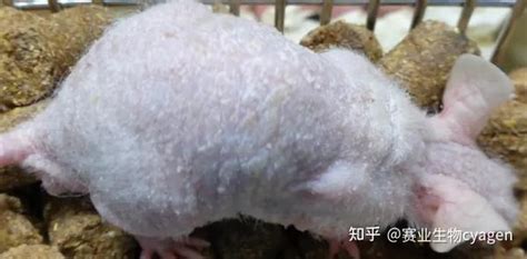 救急！小鼠皮肤状态异常怎么办？ 知乎