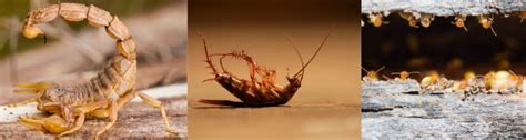 Pest Control In Phoenix Aimvo Pest Control