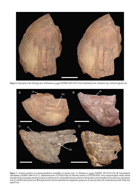 A New Species Of Dicynodont That Lived Alongside Dinosaurs Fossil