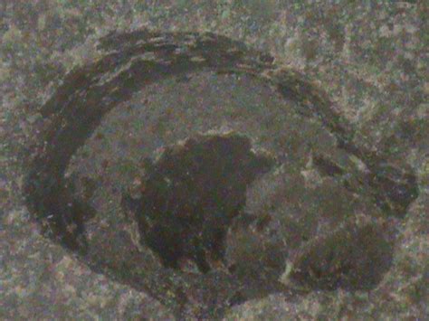 2 Nice Clam Fossils From The Creek Today Fossil Hunting Trips The