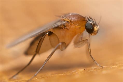 ムシをデザインしたのはダレ 落ち葉めくり ノミバエ科 の1種