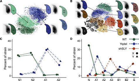 Differential Sperm Motility Mediates The Sex Ratio Drive Shaping Mouse