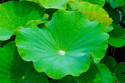Stock Adobe Stock
