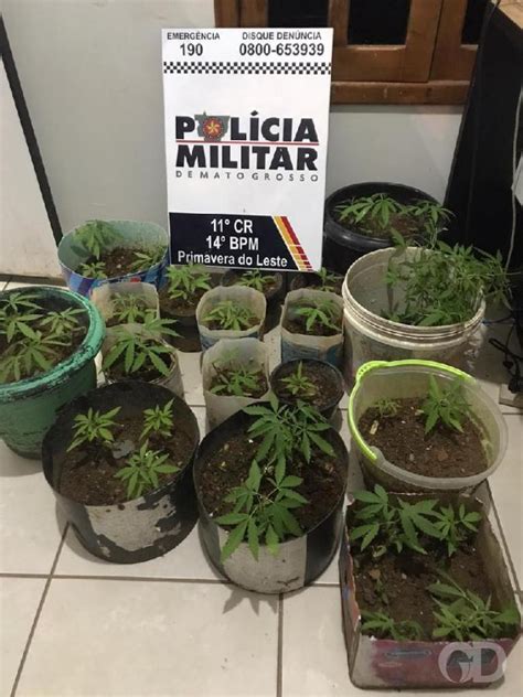 Dupla é presa plantação de 50 mudas de maconha em casa Gazeta Digital