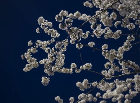 从早美到晚鉴真大道樱花开了 荔枝网新闻