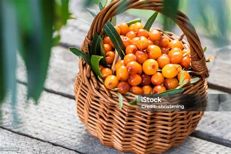 노란 열매 하마와 나뭇잎 바다 Buckthorns의 바구니입니다 수확 Sallowthorn 잘 익은 열매 수집 약용 식물을위한