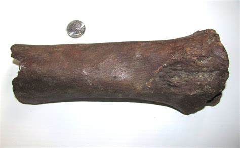 Fossil Bison Bone A  Members Gallery The Fossil Forum