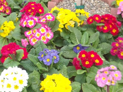 Digging Deep With Goddess Gardener Cynthia Brian