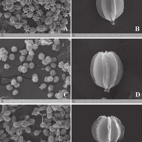 Scanning Electron Micrographs Of Basidiospores A B Rhodactina