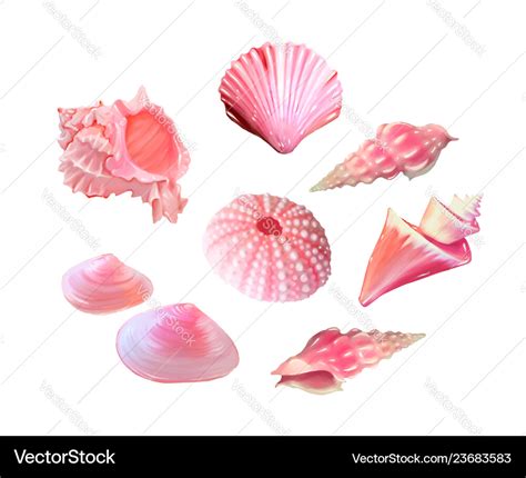 Pink Seashells Under Sea Royalty Free Vector Image