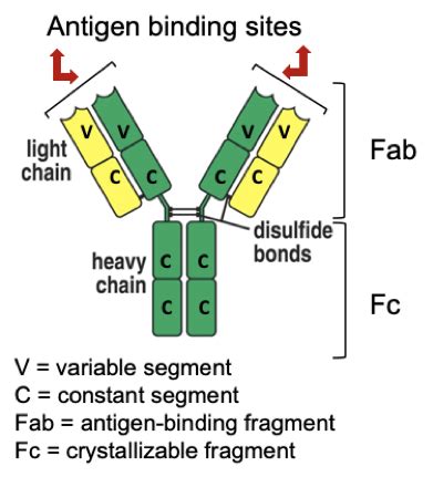 Chapter Host Defenses II Specific Immunity And Immunization Flashcards Quizlet